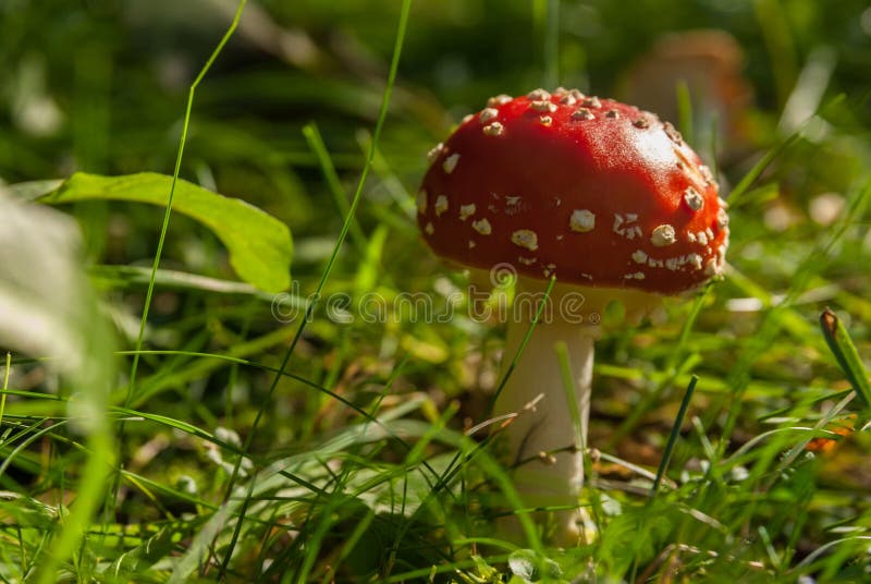 Champignon rouge image stock. Image of glace, vert, rouge - 101045411