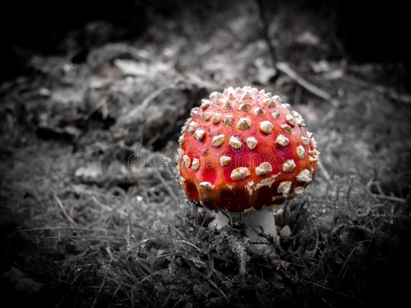 Champignon rouge photo stock. Image du automne, capuchon - 65303430