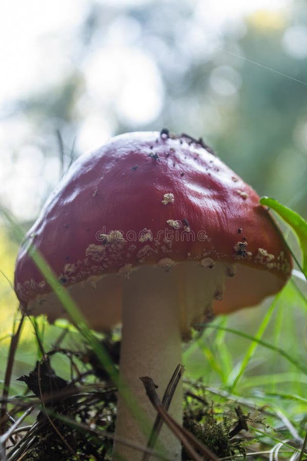 Champignon Rouge Vu De Dessous Image stock - Image du ingrédient ...