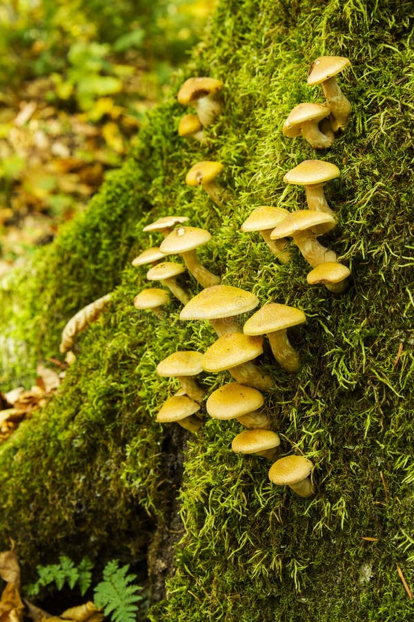 Champignon sauvage photo stock. Image du sauvage, outdoors - 35102996