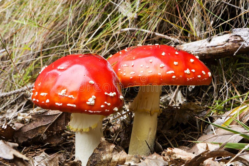 Champignons Rouges De Chapeau Image stock - Image du danger, toxique ...