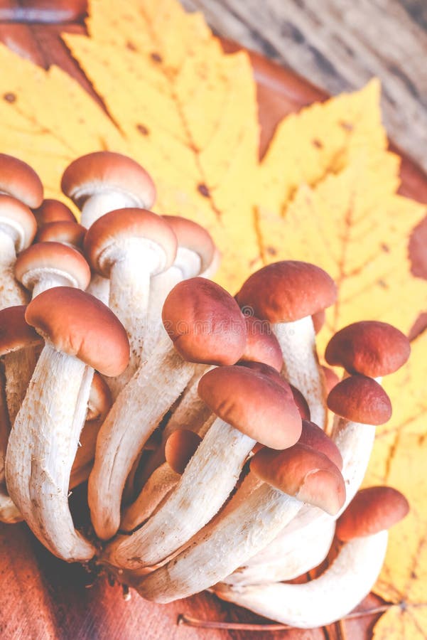 Champignons D'automne - Aegerita D'agrocybe Photo stock - Image du ...