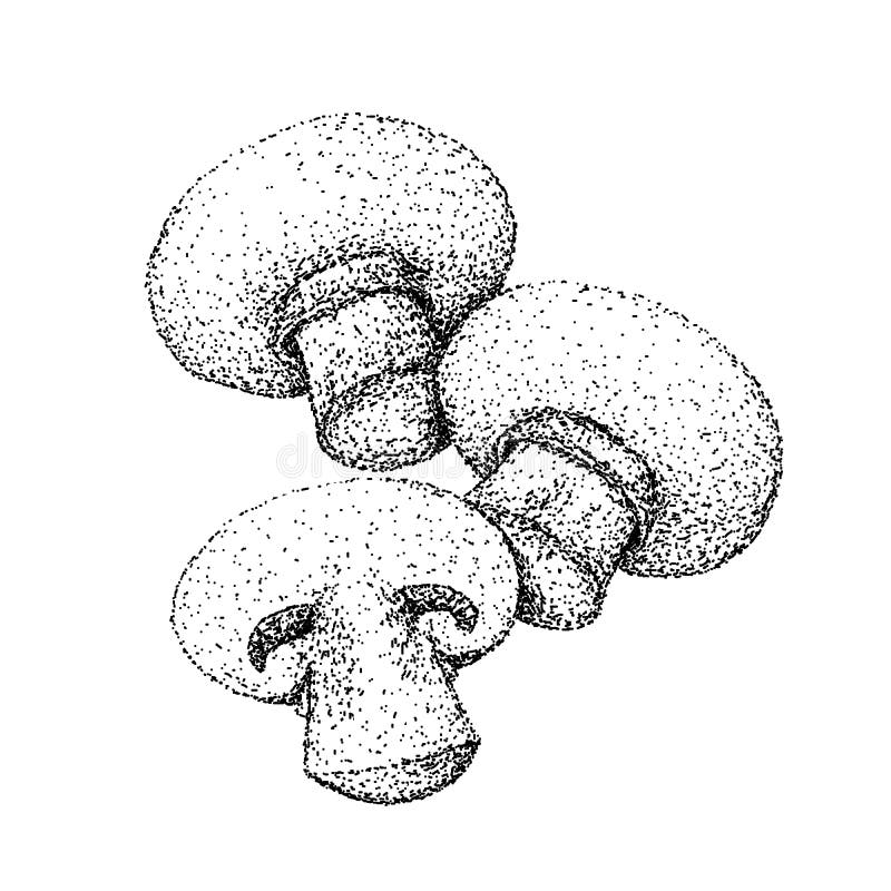 Champignons De Champignon De Paris Illustration de Vecteur ...