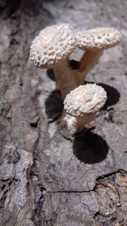 Les Champignons Sont Les Charnus, Corps Fruitier De Spore-incidence D ...