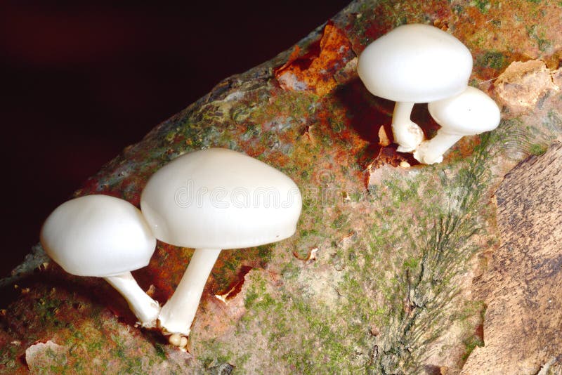 Champignons Fruitiers D'automne Photo stock - Image of angleterre ...