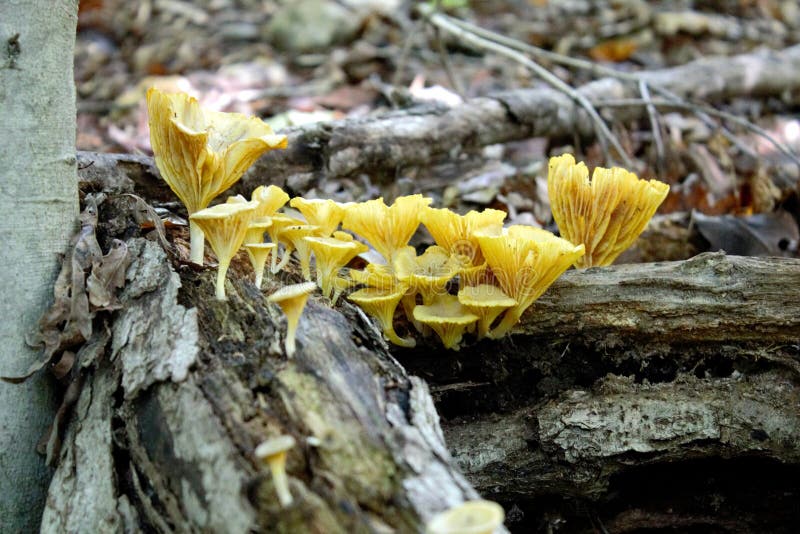 2,818 Champignons Jaunes Photos libres de droits et gratuites de Dreamstime