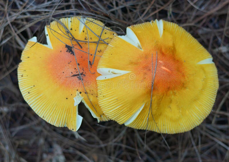 Champignons jaunes image stock. Image du champignon, mycète - 58144241
