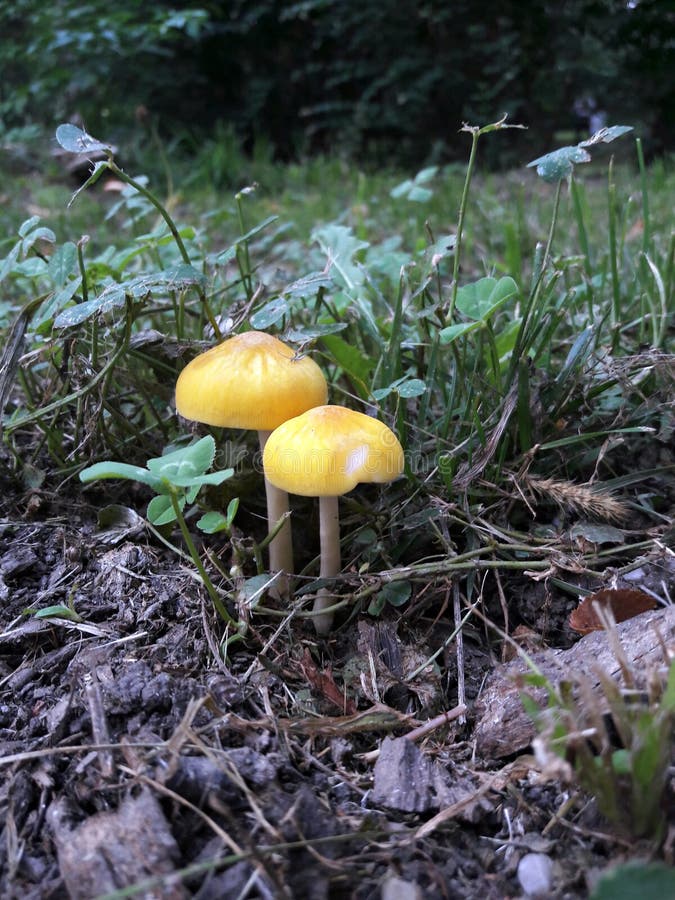 2,818 Champignons Jaunes Photos libres de droits et gratuites de Dreamstime