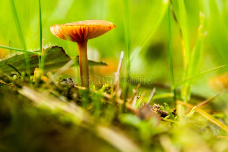 Champignons magiques crus photo stock. Image du narcotique - 97151904