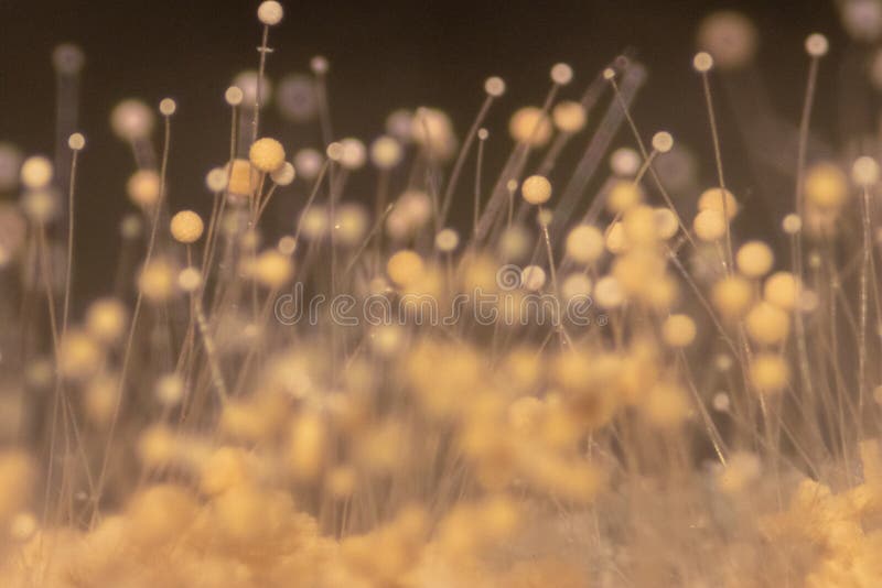 Champignons, Moule De Pain De Rhizopus Sous Le Microscope Image stock ...