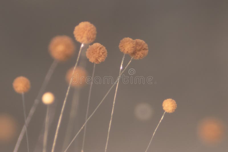 Champignons, Moule De Pain De Rhizopus Sous Le Microscope Photo stock ...