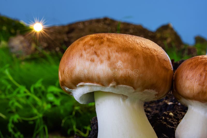 Royal Sun Mushroom Stock Photos - Free & Royalty-Free Stock Photos from ...