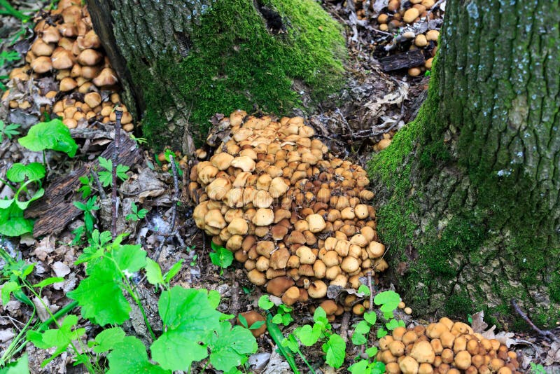 Champignons Parmi La Mousse Verte Sur L'arbre Photo stock - Image du ...