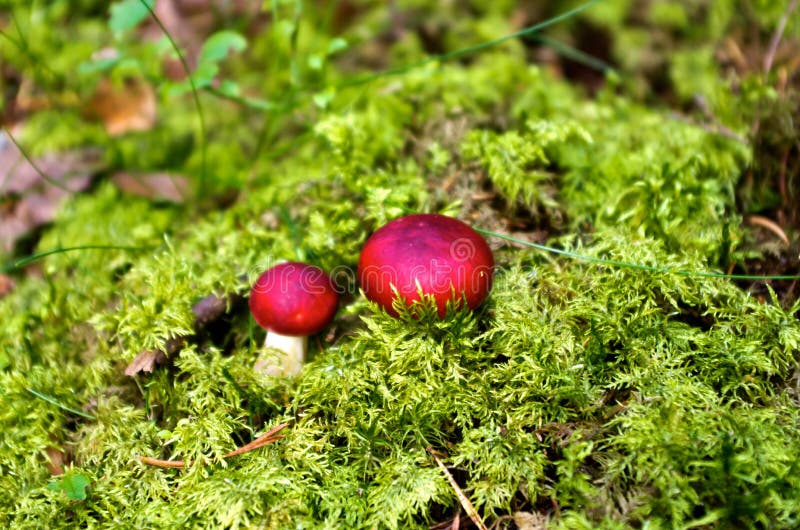 Champignons Rouges De Russula Photo stock - Image du rouge, centrale ...