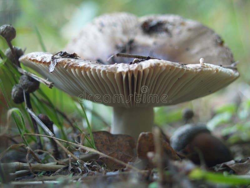 Champinjon arkivfoto. Bild av enkelt, beslutsamhet, undersida - 101118858