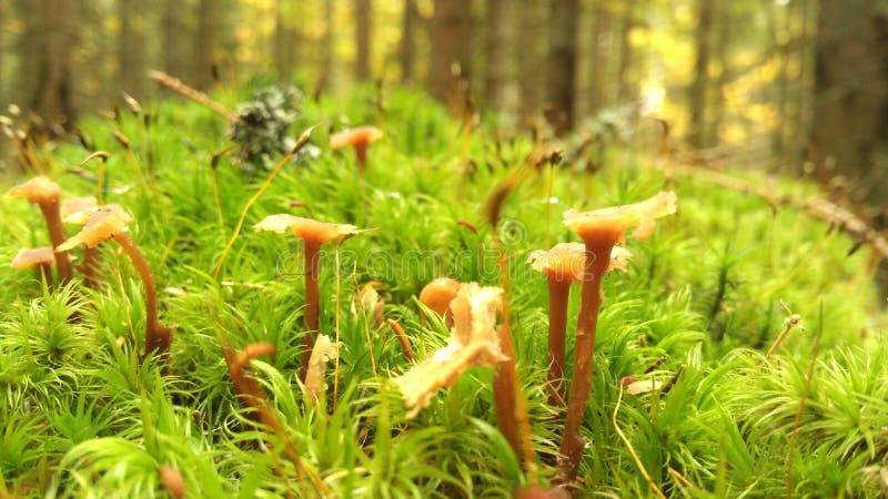 Champinjon fotografering för bildbyråer. Bild av champinjon - 101796531