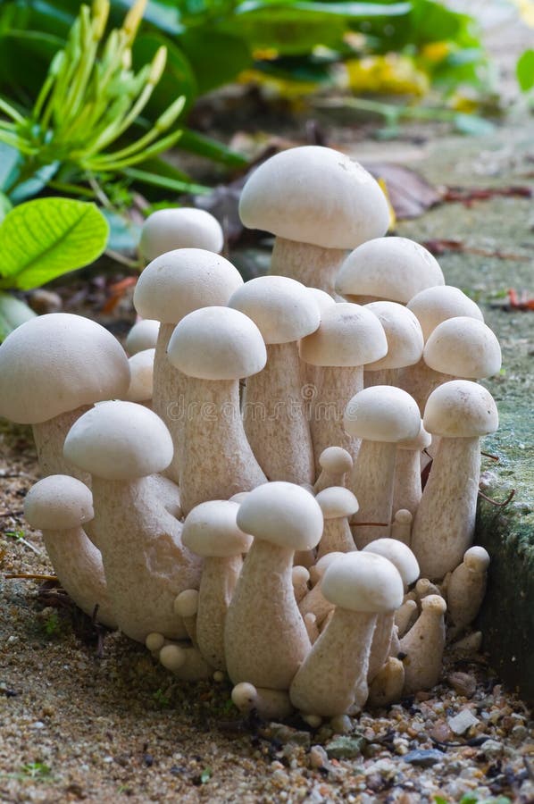 Svamp fotografering för bildbyråer. Bild av näringsrik - 13704295