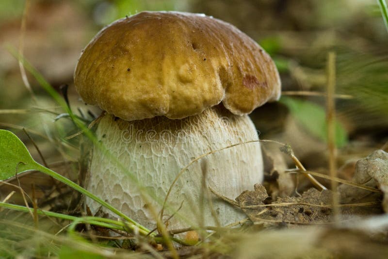 Champinjon arkivfoto. Bild av hälsa, medf8ort, höst, bakgrund - 19637882