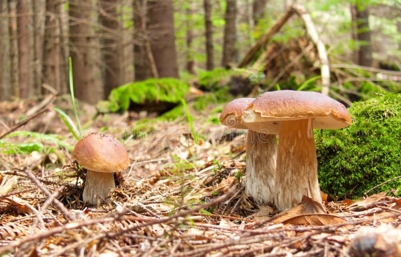 Champinjon arkivfoto. Bild av hälsa, medf8ort, höst, bakgrund - 19637882