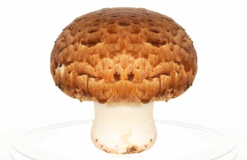 Svamp arkivfoto. Bild av nytt, champinjoner, lock, bakgrund - 2120644