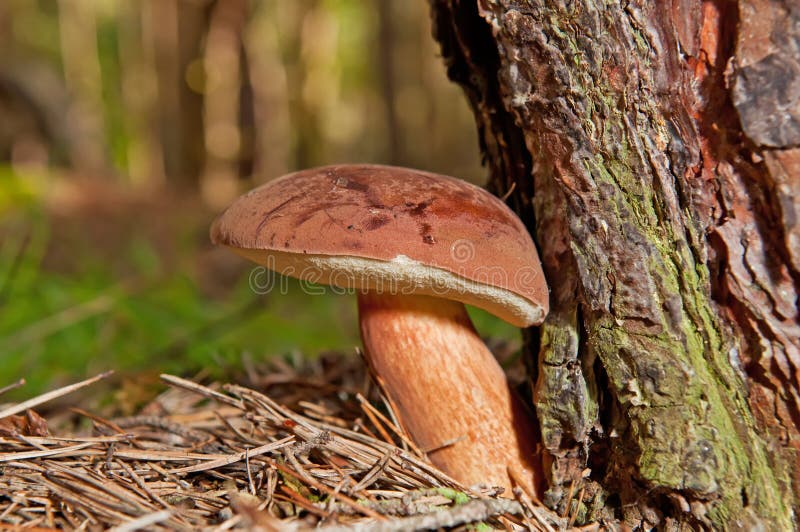 Detalj av champinjonen arkivfoto. Bild av champinjoner - 27221384