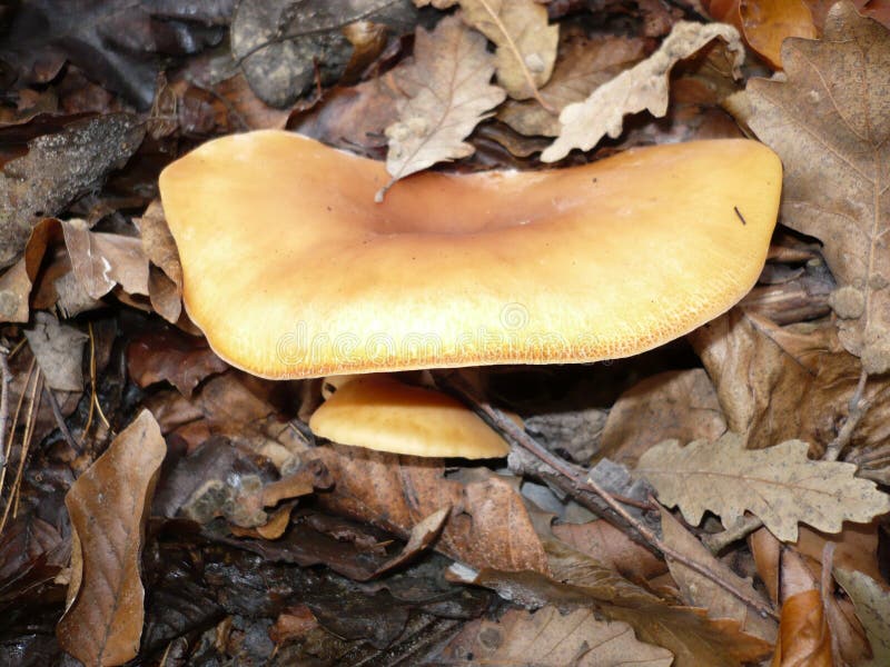 Champinjon fotografering för bildbyråer. Bild av trän - 27867085