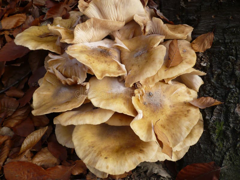 Champinjon fotografering för bildbyråer. Bild av trän - 27867085