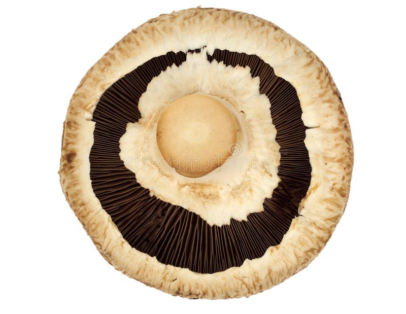 Champinjon arkivfoto. Bild av näringsrik, nytt, gourmet - 3028318