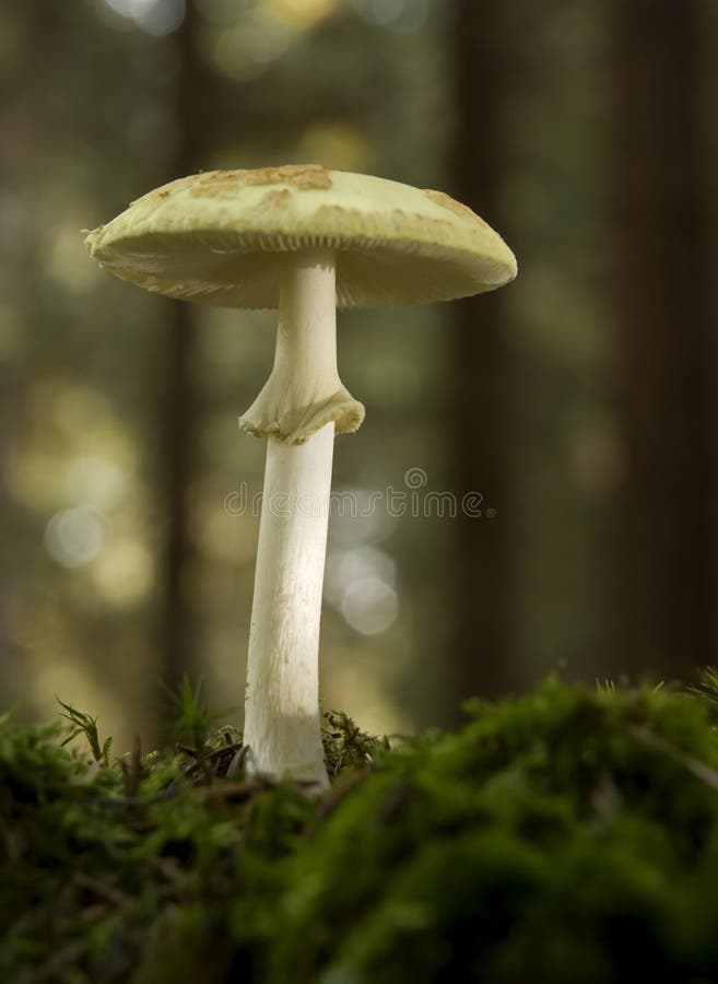 Svamp arkivfoto. Bild av vitt, grön, makro, markbunden - 3356470