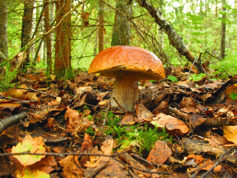 Champinjon arkivfoto. Bild av grön, höst, skog, champinjon - 3536188