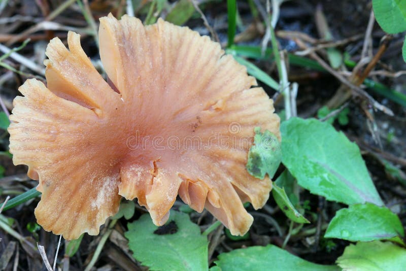 Champinjon arkivfoto. Bild av löv, bakgrund, floror, tillväxt - 47220196