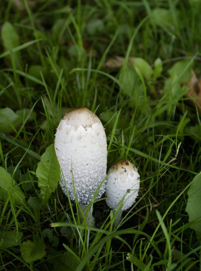 Champinjon arkivfoto. Bild av växelverkan, stängning - 60262576