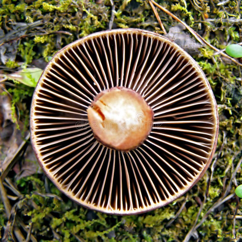 Champinjon arkivfoto. Bild av lägre, växter, giftigt, friskhet - 7152008