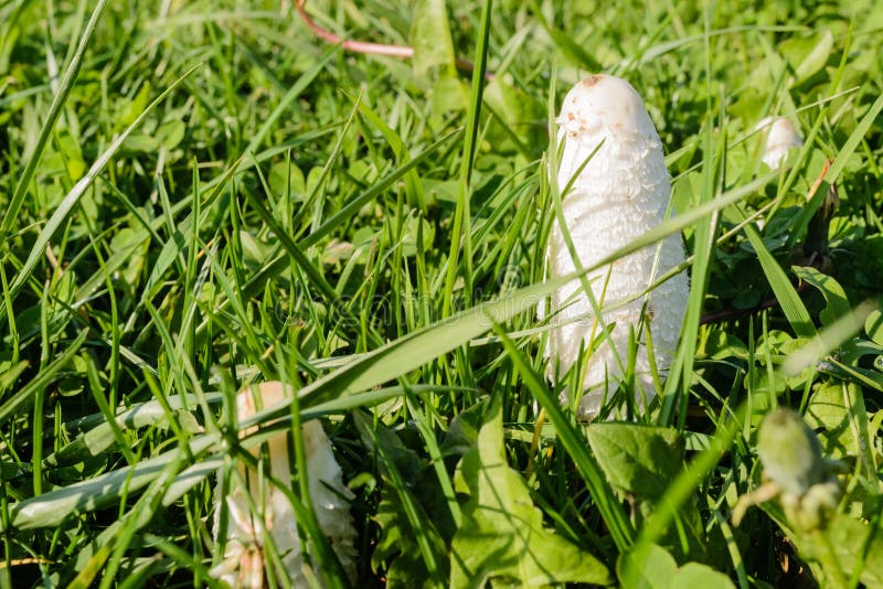 Champinjon arkivfoto. Bild av grupp, nytt, svampar, sortiment - 79663010