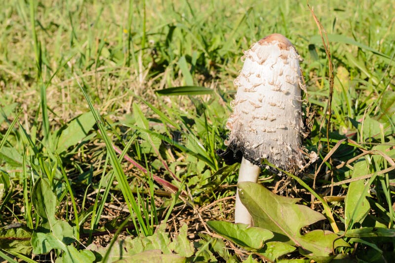 Champinjon arkivfoto. Bild av grupp, nytt, svampar, sortiment - 79663010