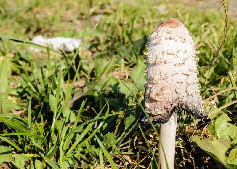 Champinjon arkivfoto. Bild av grupp, nytt, svampar, sortiment - 79663010