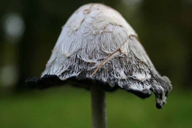 Champinjon arkivfoto. Bild av sommar, trevligt, natur - 92709502