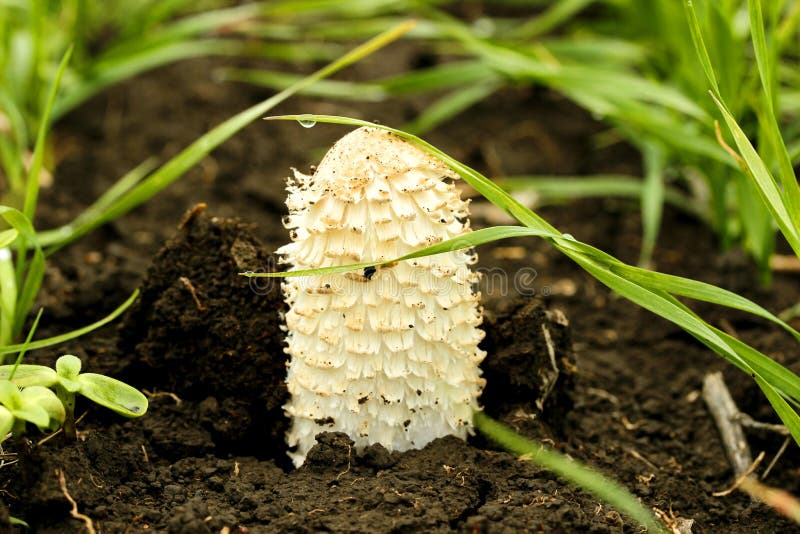 Champinjon (Coprinuscomatus) Arkivfoto - Bild av litet, gräs: 27576332
