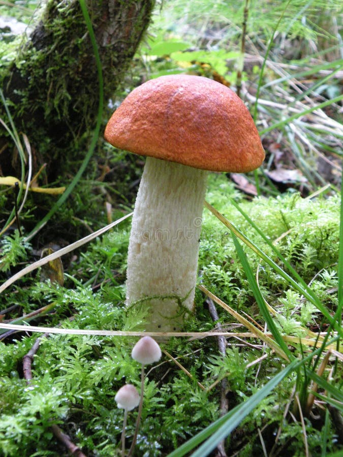 Champinjon på moss arkivfoto. Bild av fara, rött, sikt - 47736420