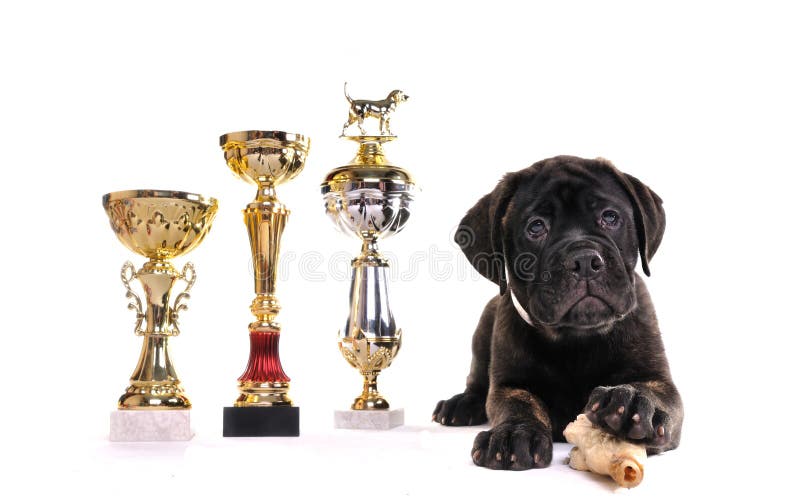 Labrador Retriever Puppy Dog Sitting Near a Big Trophy Stock Photo ...