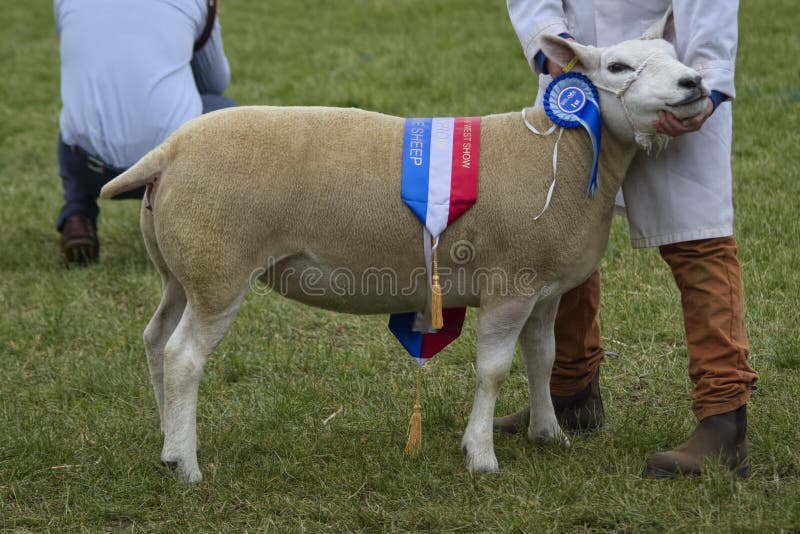 Champion show Sheep editorial stock photo. Image of ovine - 75767728
