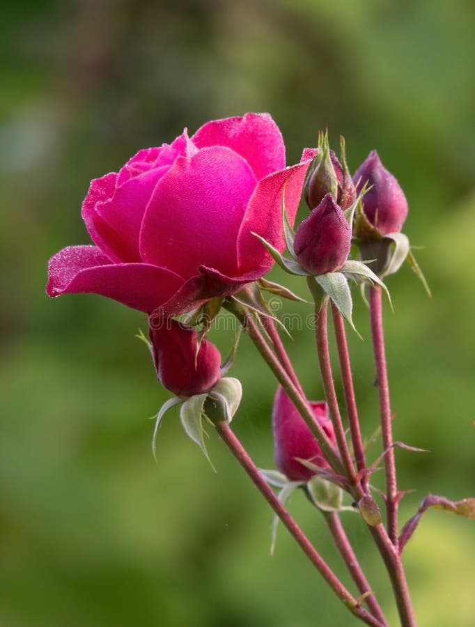 Champlain Rose Stock Photos - Free & Royalty-Free Stock Photos from ...