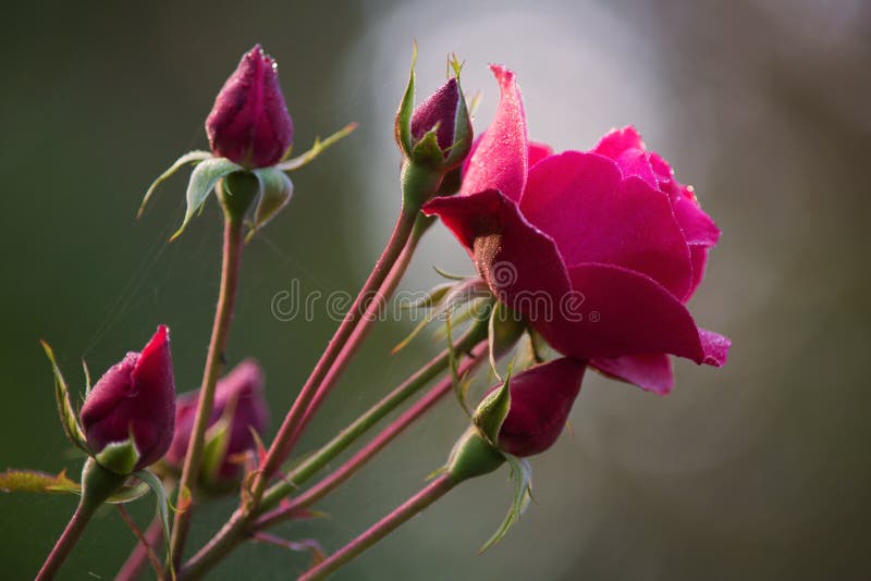 Champlain Rose Stock Photos - Free & Royalty-Free Stock Photos from ...