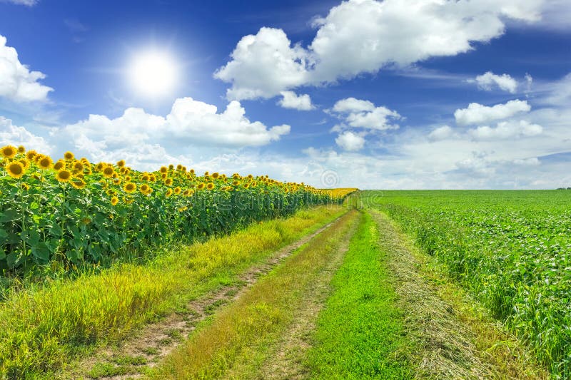 Champs d'agriculture image stock. Image du champs, horizontal - 37929073