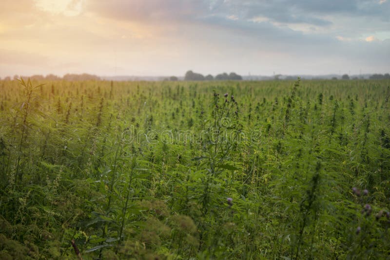 Champs De Chanvre Industriel En Estonie Image stock - Image du normal ...