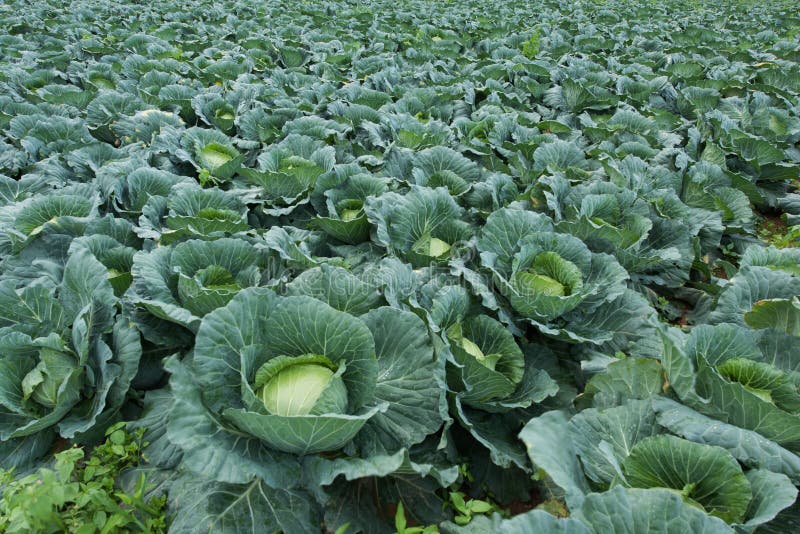 Champs de chou image stock. Image du vert, métier, zone - 75232223