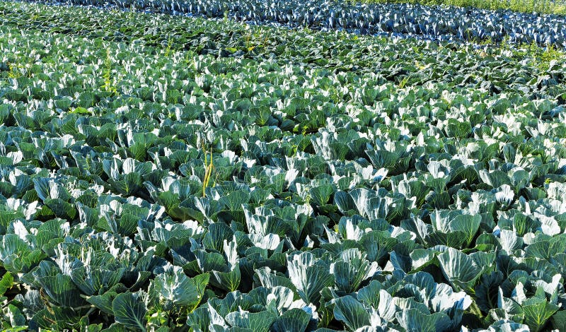 Choux Rouges Dans Le Terrain Image stock - Image du cultivé, croissance ...