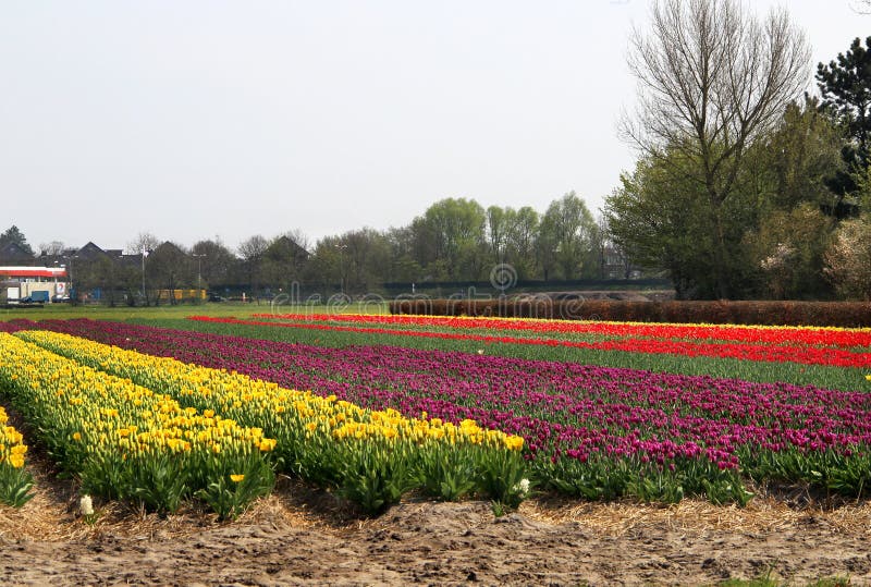 Champs De Tulipe De La Hollande Photo stock - Image du hollande, lignes ...