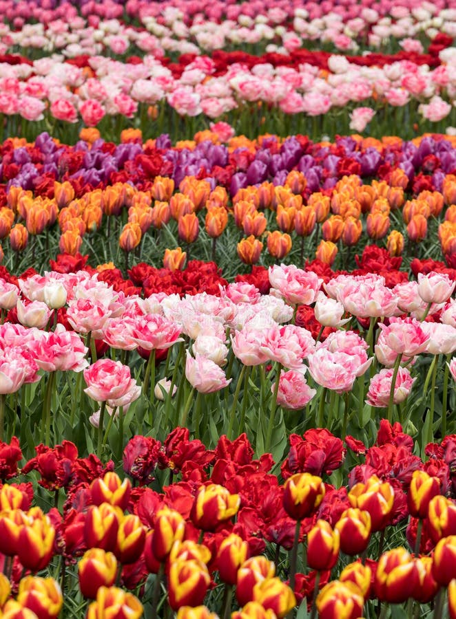 Champs De Tulipe Comme Fond Photo stock - Image du floral, centrale ...