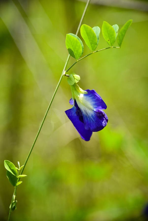 An-chan flower stock photo. Image of travel, trang, vacation - 90402304